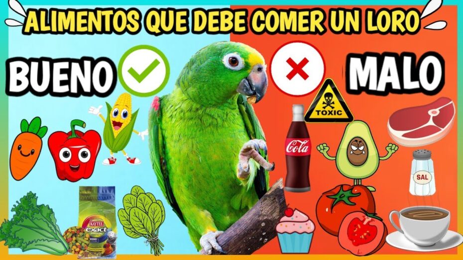 Cómo alimentar a un loro - Guía completa【Actualizado en 2025